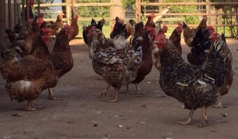 The Boschveld Chicken – Everything You Need to Know – vaMudhumeni