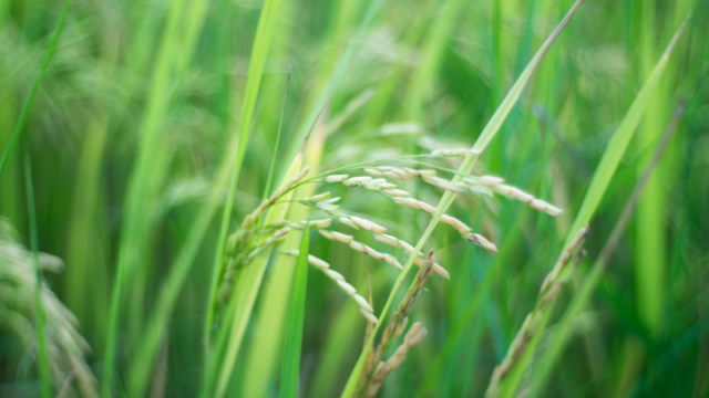 AGRICULTURAL SEASONS IN ZIMBABWE – vaMudhumeni